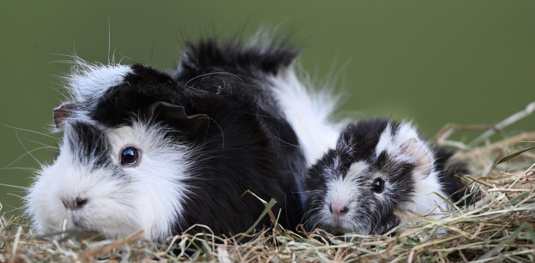 Beschikbaren Cavia’s – Cavia Opvang & herplaatsing Maarssen